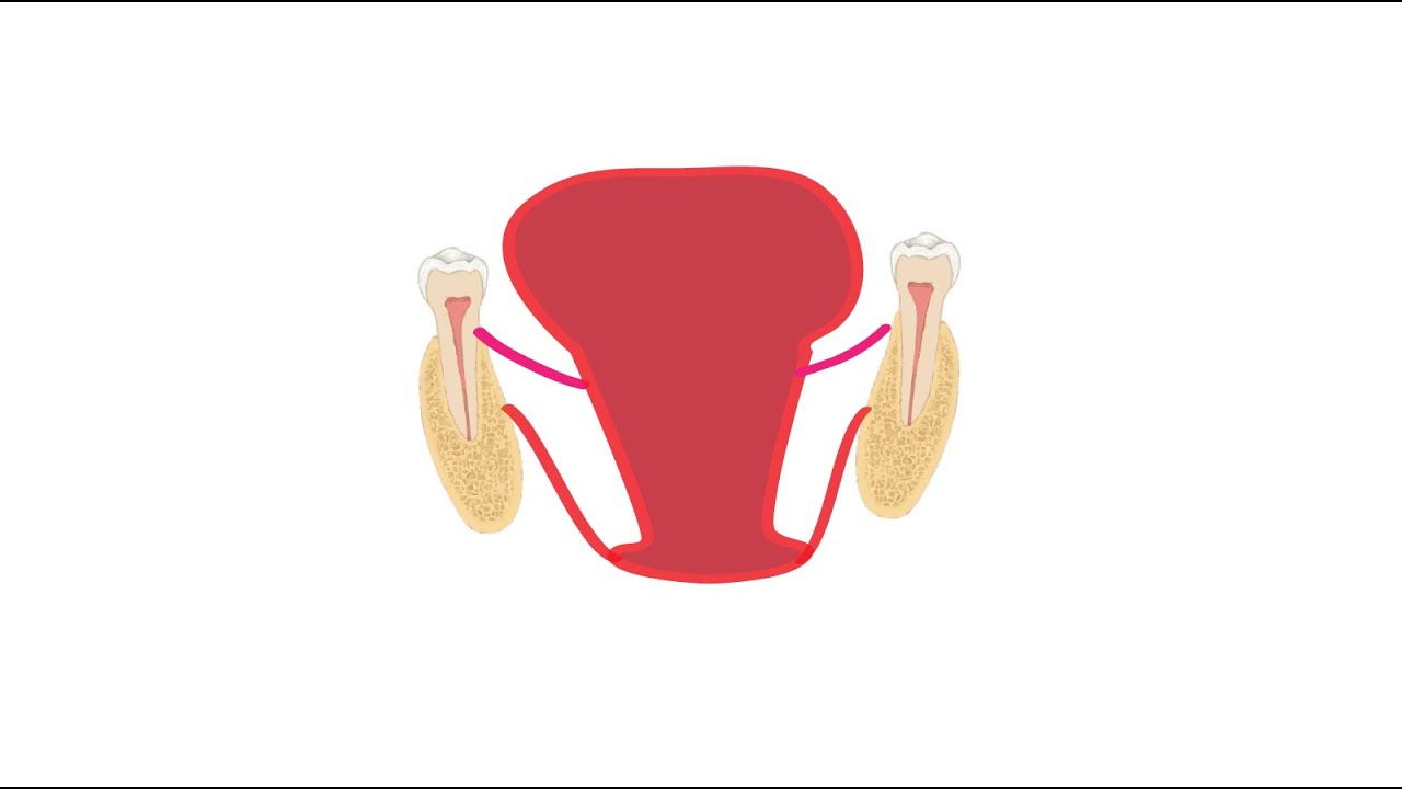 The Submandibular Space - Anatomy Tutorial (Mosaiced.org)