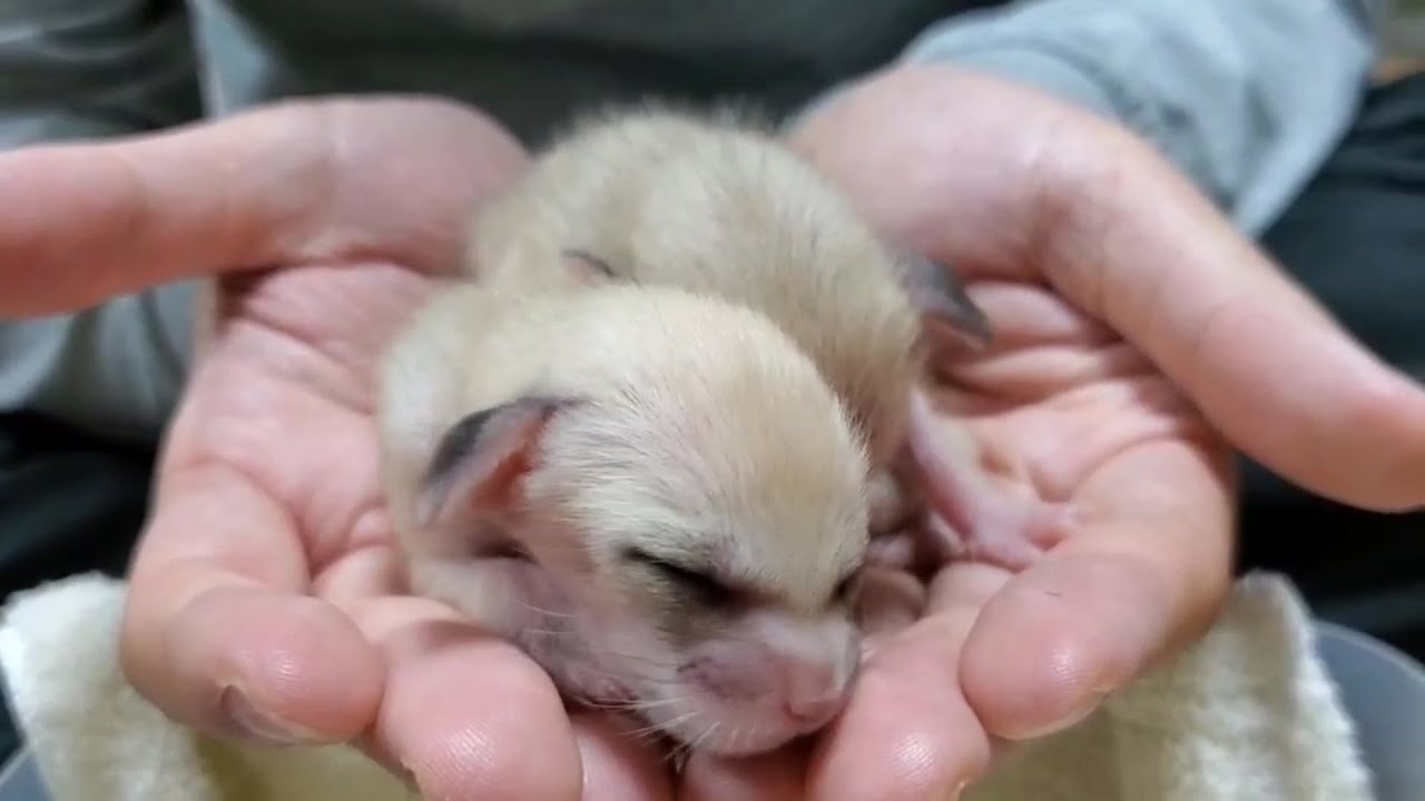 ② The beginning of a diary for raising a newborn fox baby