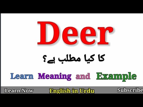Deer Meaning in Urdu