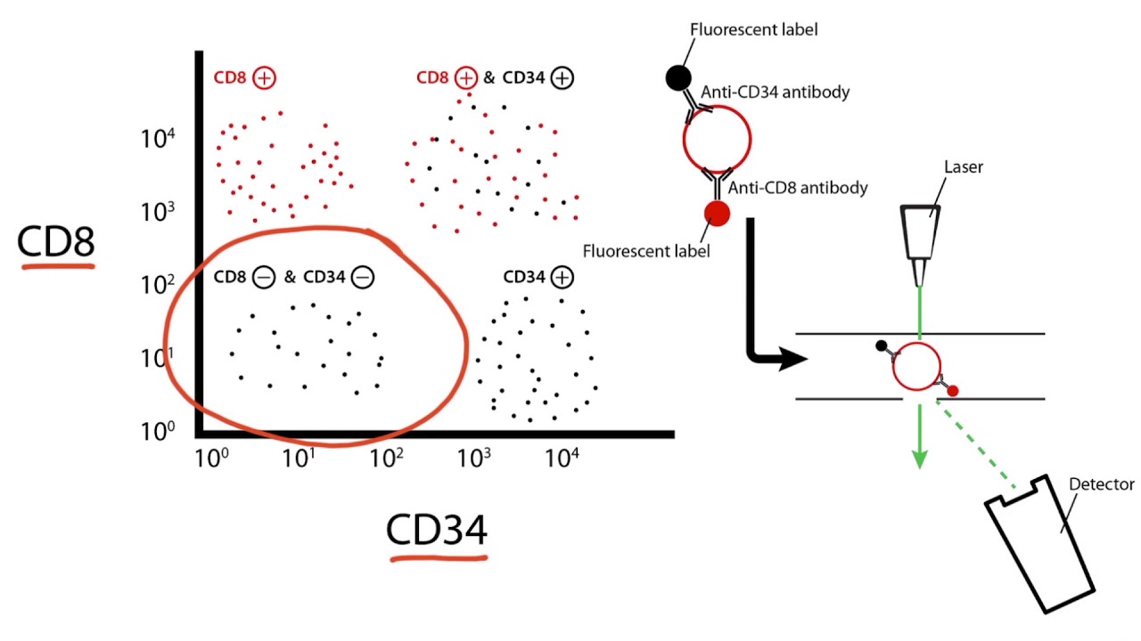 USMLE Step 1 Flow Cytometry