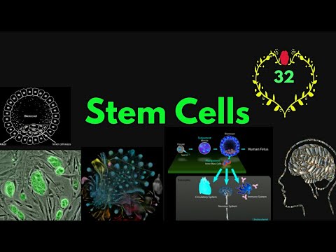 Stem Cells Explained: Definition, Location, Types, and Sources | @EnteMicrobialWorld #biology #yt