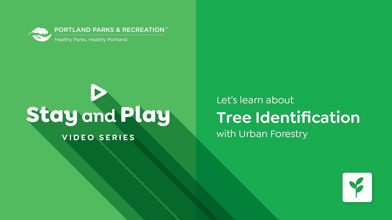 Stay and Play - Let's learn about Tree Identification with Urban Forestry