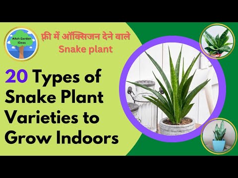 20 rare varieties of snake plant with name|snake plant varieties|Sansevieria plant | snake plant DIY