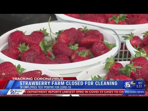 Unicoi County strawberry farm closed for cleaning