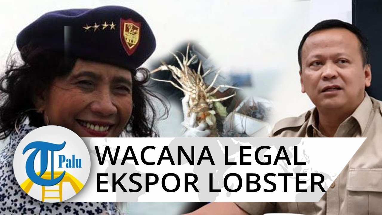 Susi Ungkap Ekspor Lobster Naik setelah Ekspor Benih Lobster Dilarang - Tribun Video