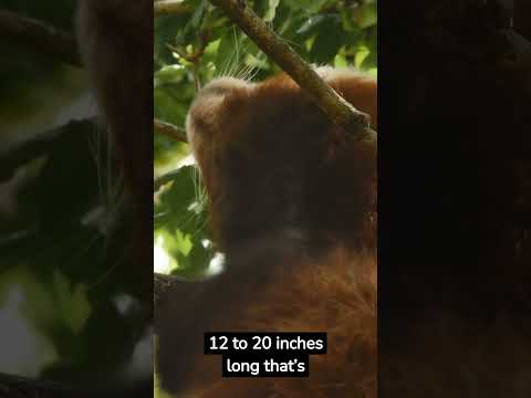 three interesting facts about red pandas
