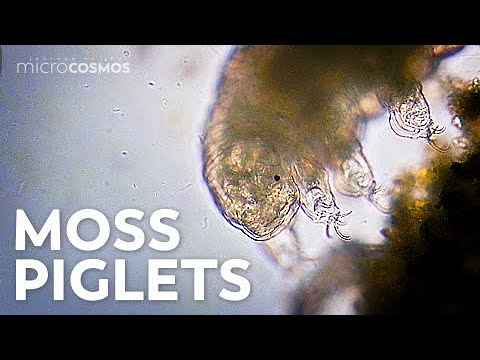 Tardigrades: Chubby, Misunderstood, & Not Immortal