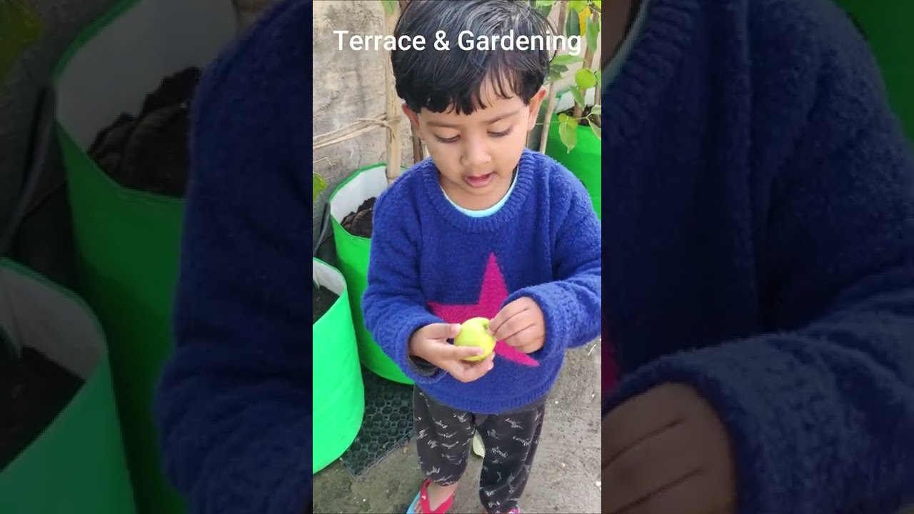 Apple ber pluck in terrace garden #Shorts