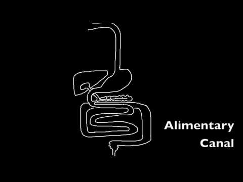6.1.4 Draw and label a diagram of the digestive system
