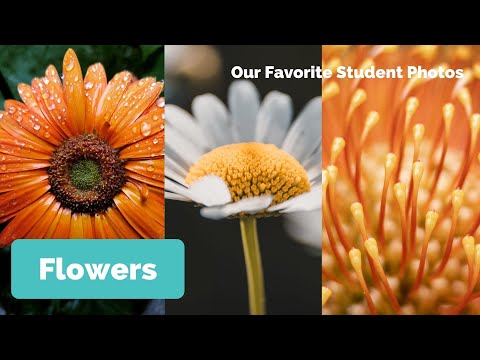 Reviewing the Top Student Photos: Flower Photography