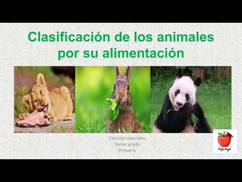 TOMi.digital - CLASIFICACION DE LOS ANIMALES SEGUN SU ALIMENTACION