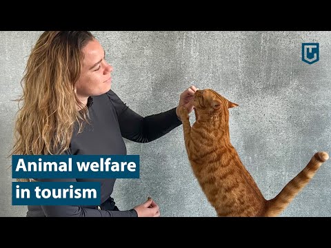 Animal welfare in tourism