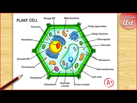 Plant Cell Diagram Drawing / Plant cell structure Labelled / Step by step