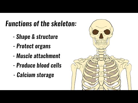 Functions of the skeleton - GCSE PE Revision