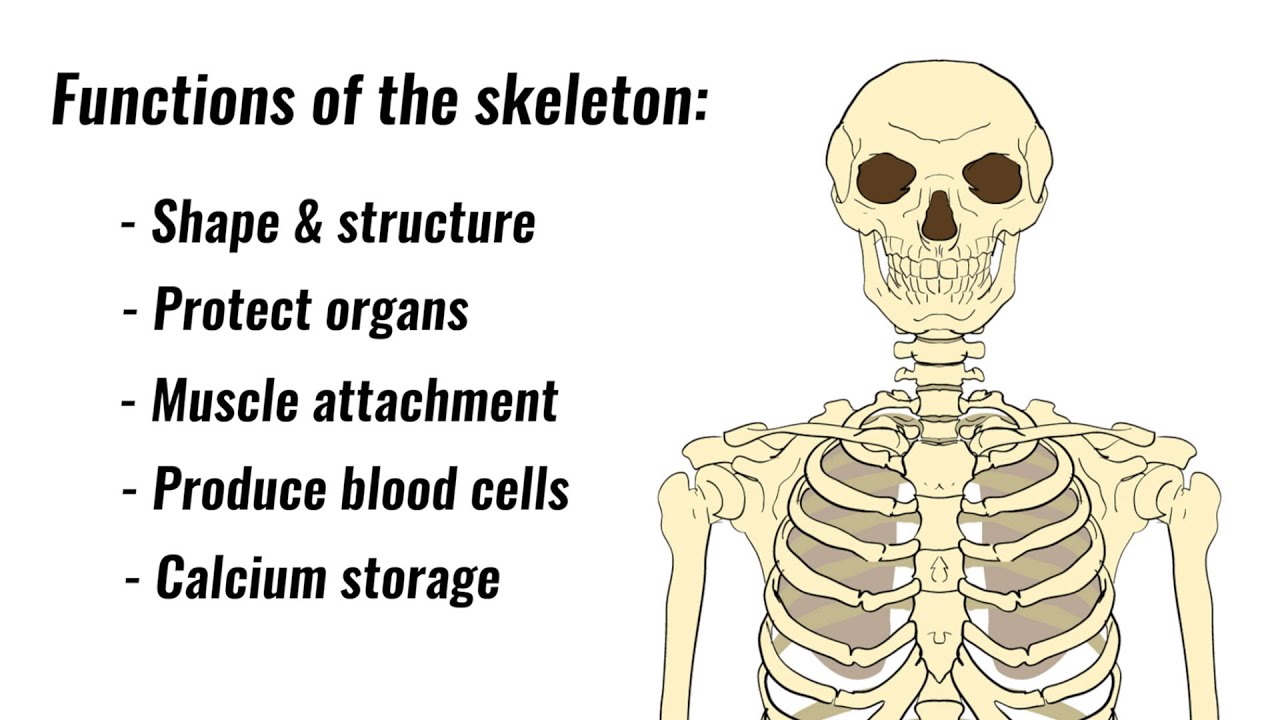 Functions of the skeleton - GCSE PE Revision