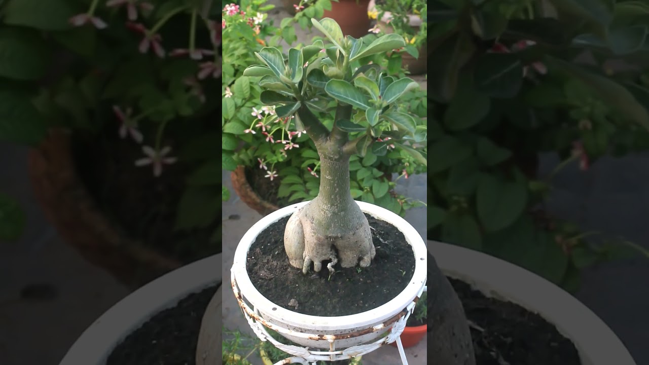 PERFECT Result After Adenium Pruning!