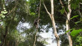 Bonobos: Back to the Wild streaming: watch online