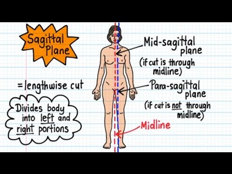 Anatomical Terms - Drawn & Defined (Updated)
