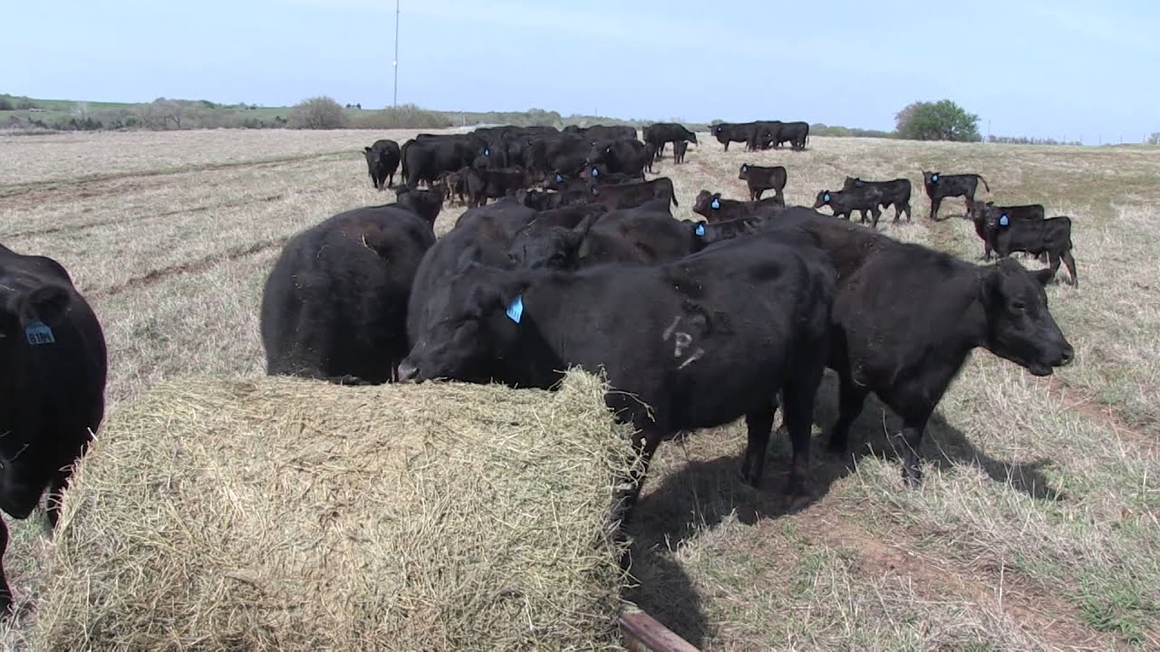 Angus VNR: Smartphone apps for record keeping