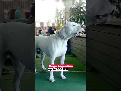 Discover the Top 10 Dog Breeds with the Strongest Bite Force in the World-Shocking PSI Results! Nr 1
