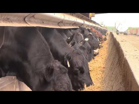 Feedyard Friday Recordkeeping