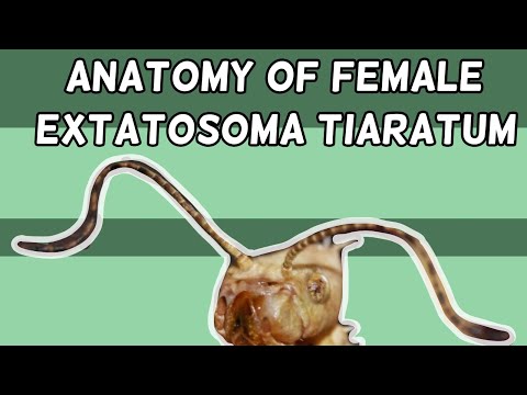 The Anatomy Of The Female Giant Prickly Stick Insect- PART 1: External Anatomy