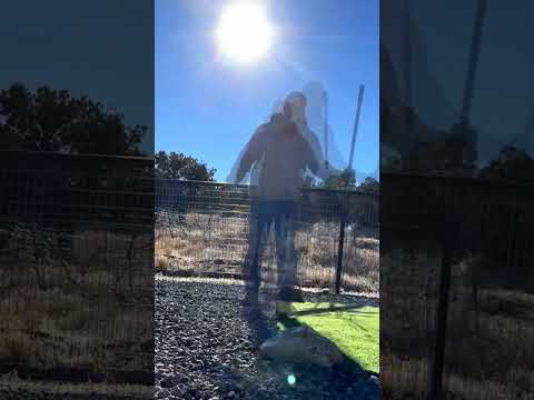 Dog boarding business from home! A day in the life. Full time job from home. #dogboarding #dog
