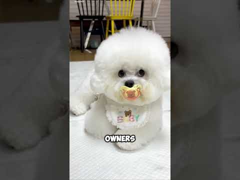 Bichon Frise Playful, Loving, and Perfect Companions! #BichonFrise #PlayfulPups #CloudDog #animals
