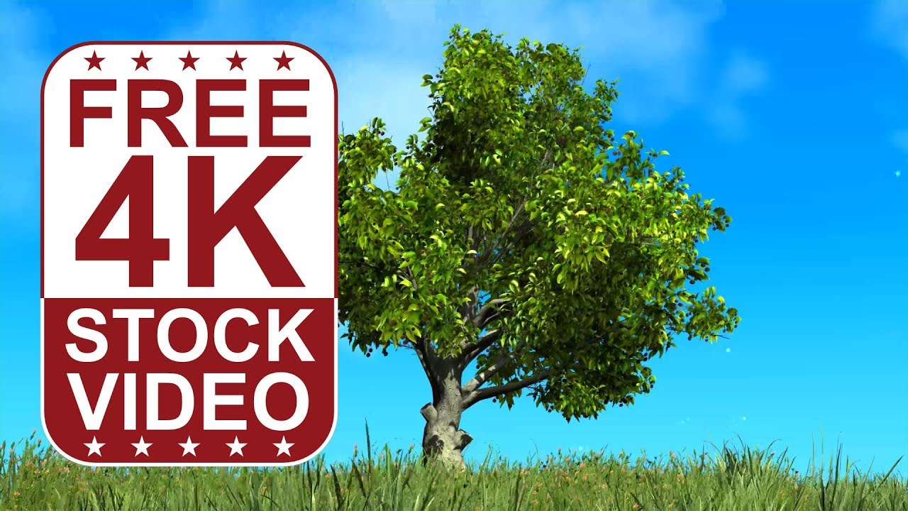 Free Stock Videos – american beech tree with meadow grass flowers and particles