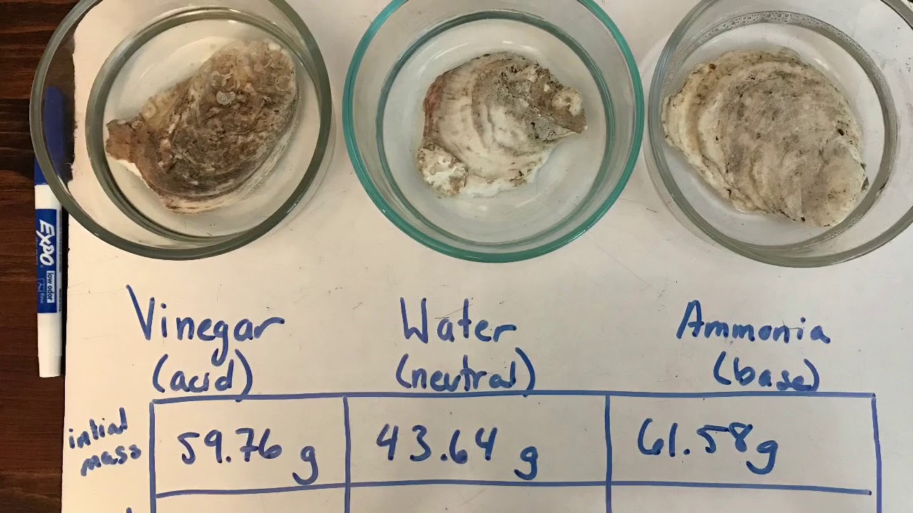 Oyster Shell Lab