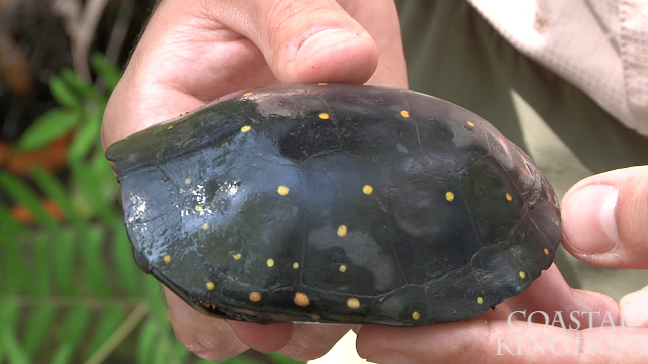 Trapping Spotted Turtles with The Orianne Society