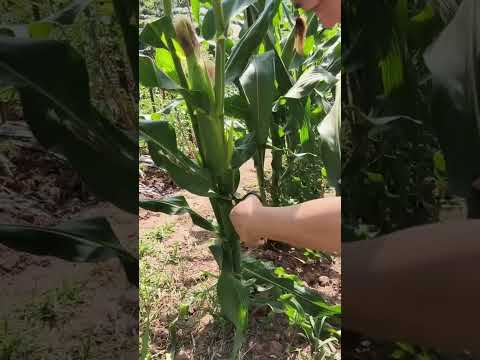 ST 974970171211 mini rotary tillage and ridging all-in one tree ridging all-in one tree