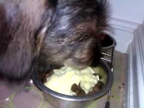 Dog Eats Mashed Potatoes