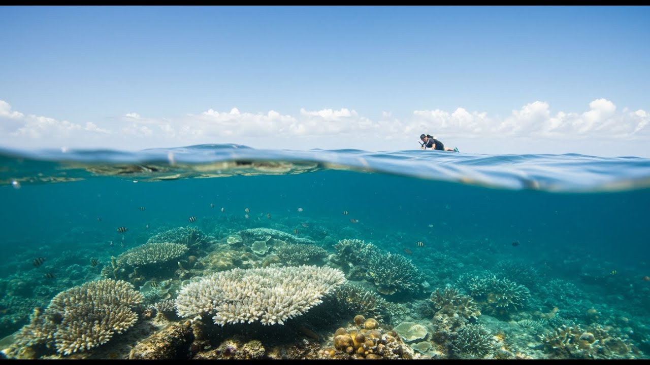 Ocean Acidification Unveiled: A Deep Dive