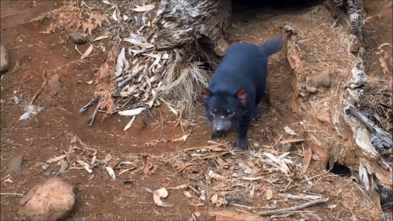 Devil Ark - Adopt Spencer