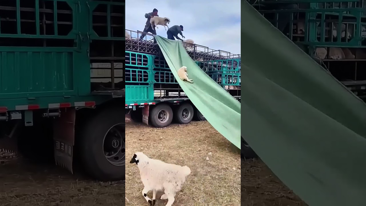 I CAN’T BELIEVE THIS WORKS 😭 A Simple TARP Slide for Sheep 🐑😂