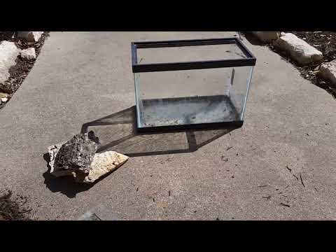 how to set up a rough earth snake tank