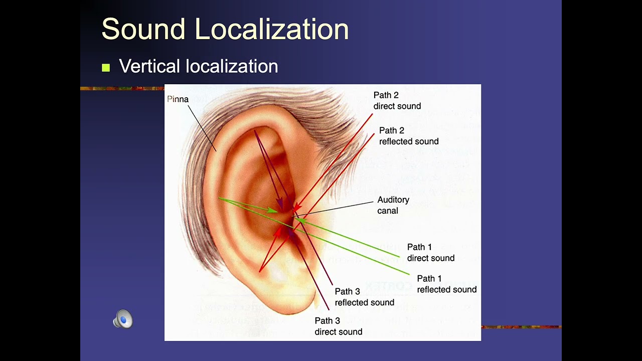 Unit 7   Sound Localization