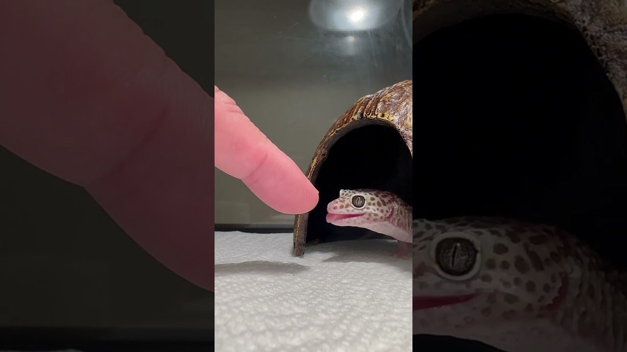 This gecko bit my finger!