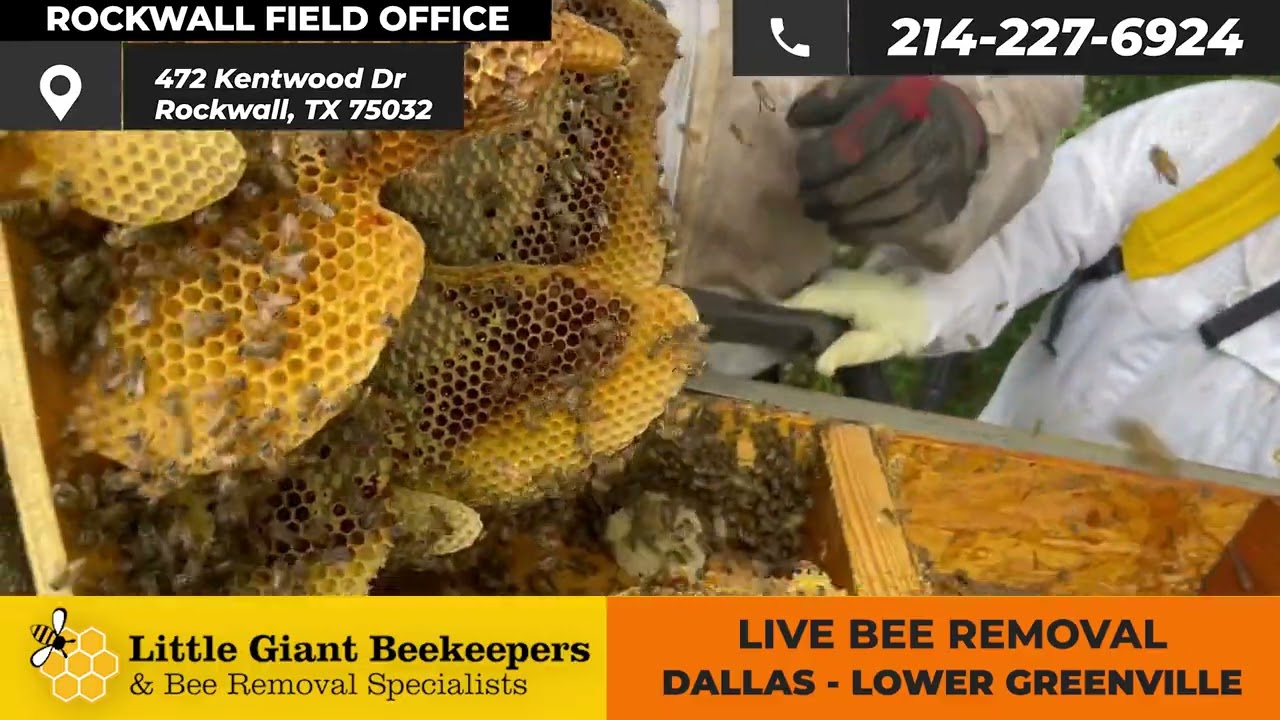 Unbothered Bees!! - LGBK Bee Removal | Dallas, Texas Lower Greenville