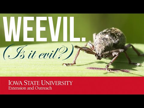 This is a WEEVIL.