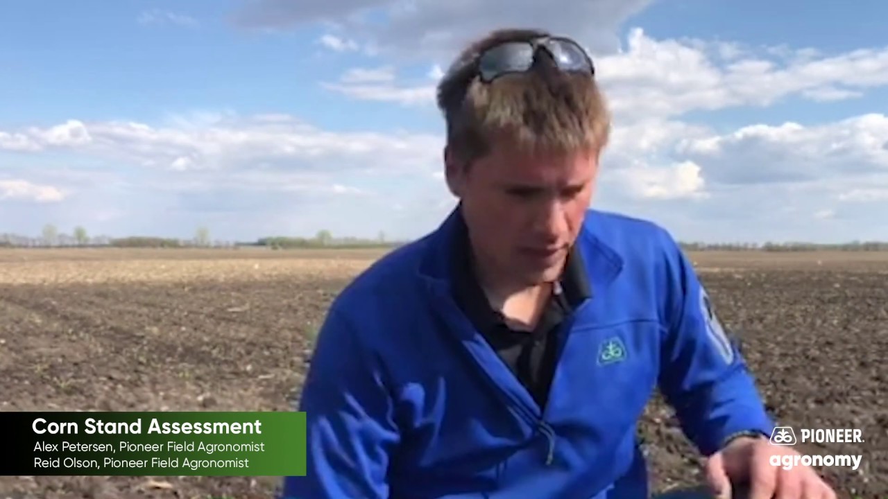 Corn Stand Assessment
