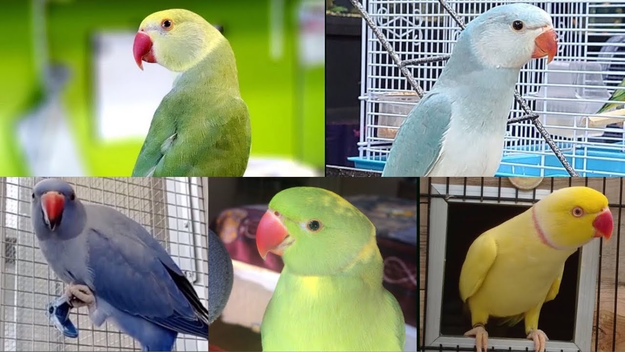 Indian Ringneck parrot color mutations.