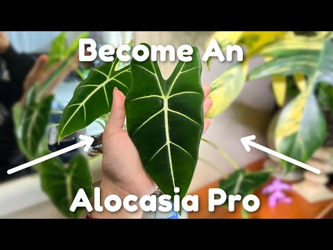 The Only Alocasia Care Video You’ll Need!