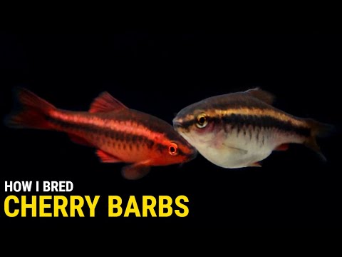 Cherry Barb Breeding Fish Breeding Aquarium Co Op Forum