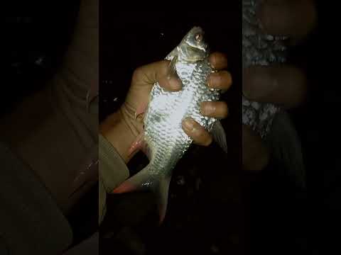 kaliprogo zero Nil lorrr,,, gaskeee 👍🏿👍🏿👍🏿👍🏿 #shortsvideo #fishing #fish