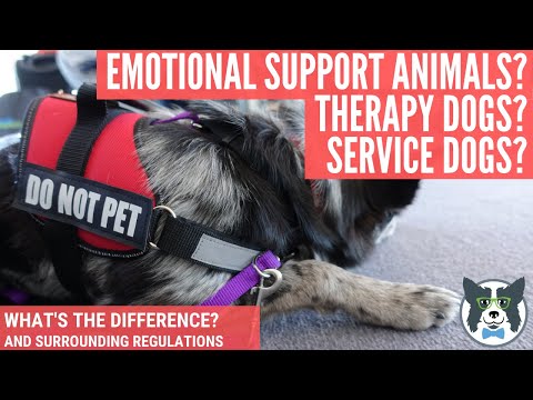Service Dogs, Emotional Support Animals (ESAs), Therapy Dogs - What's the Difference and the Law?