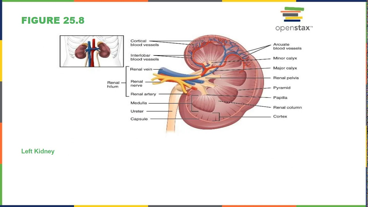 Chapter 25: The Urinary System Notes - Part 1