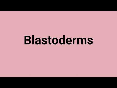 'Blastoderms' Meaning and Pronunciation
