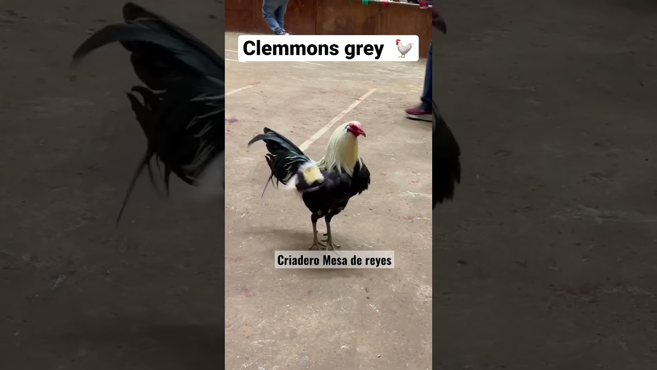 Clemmons grey ganador 🏆 campeonato internacional de gallos #intercontinental #piedecria